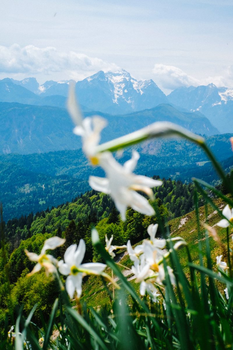Hiking in a flower paradise: Mt. Golica and its daffodils - Exploring ...