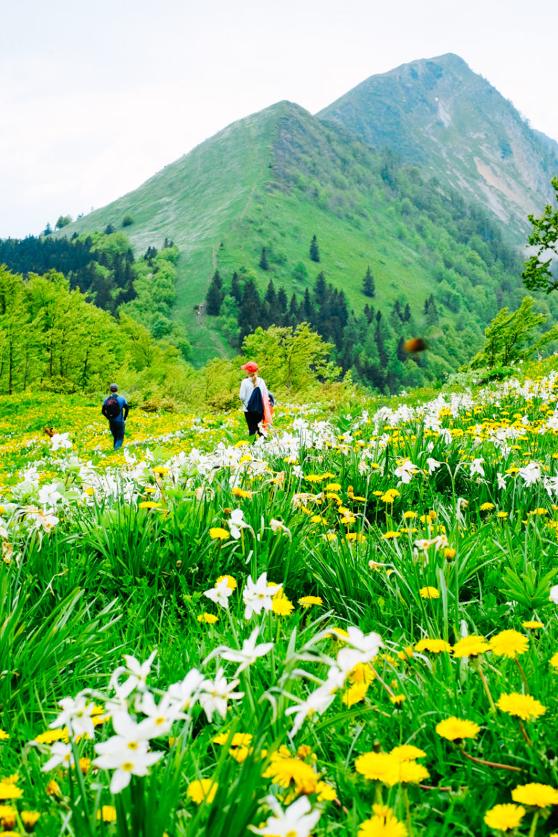Hiking in a flower paradise: Mt. Golica and its daffodils – Exploring ...