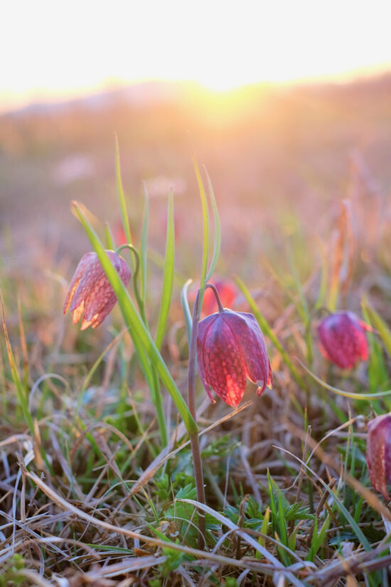 Three spots to see blooms in early spring - Exploring Slovenia