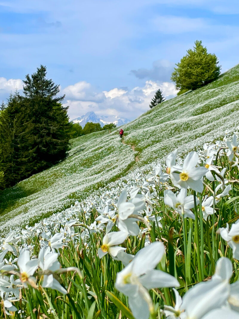 Seven lush, green and fragrant mountain hikes in Slovenia - Exploring ...